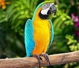 Arara - habitat, espécies, alimentação, foto de arara-azul