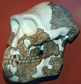 Australopithecus: o que é, características, como e onde viveu e espécies