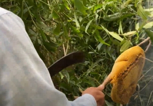 Extrativismo: o que é, tipos e características - Sua Pesquisa