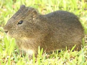 Preá: características, habitat, alimentação e reprodução - Sua Pesquisa